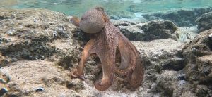 Shark's Cove: Everything You Need to Know About Snorkeling this Popular ...