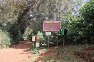 Waimano Falls: Everything You Need to Know About the Hike + Waterfall