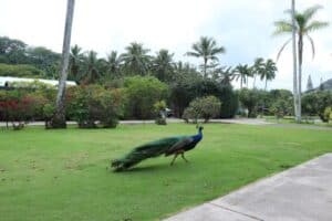 Smith's Family Garden Luau Review: Is This The Most Authentic Luau in ...
